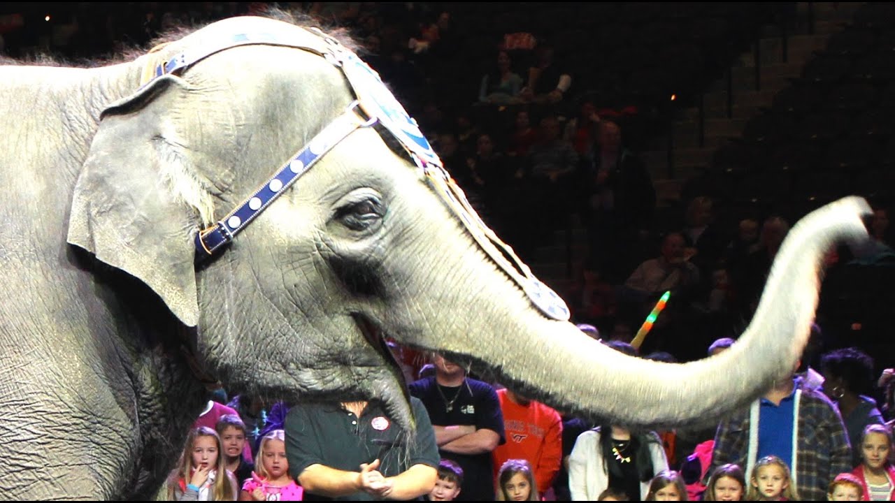 Circus Elephants Disappearing? - YouTube