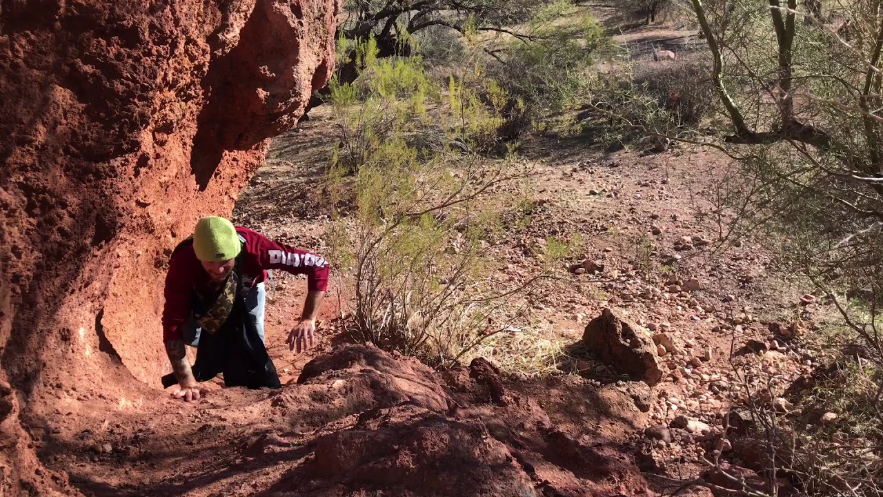 Snow leopard in Arizona! - YouTube