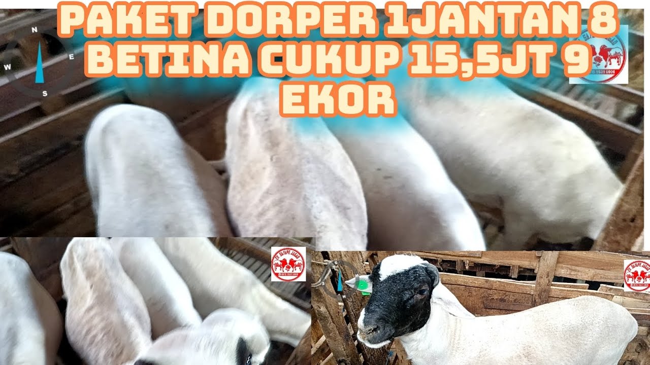 PAKET DORPER SIAP PRODUK 9 EKOR 1 JANTAN 8 BETINA CUKUP 15,5JT @GALERI ...