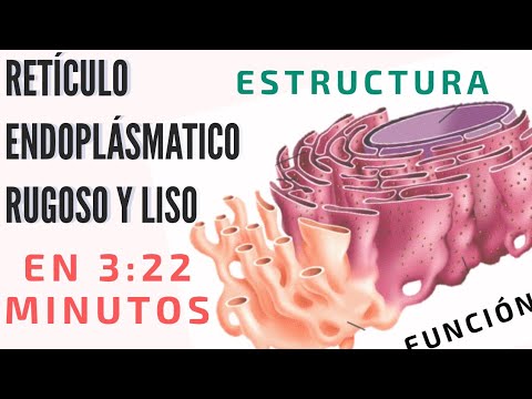 El reticulo endoplasmático RUGOSO Y LISO FACIL. Retículo endoplásmico ...