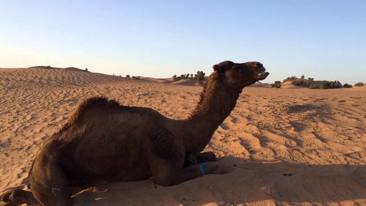 Camel in Rut - YouTube