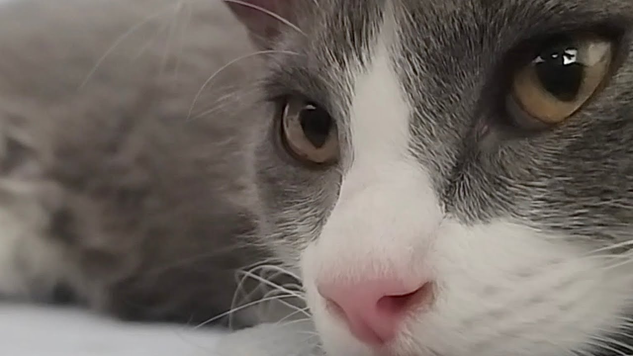The Purring Machine - YouTube