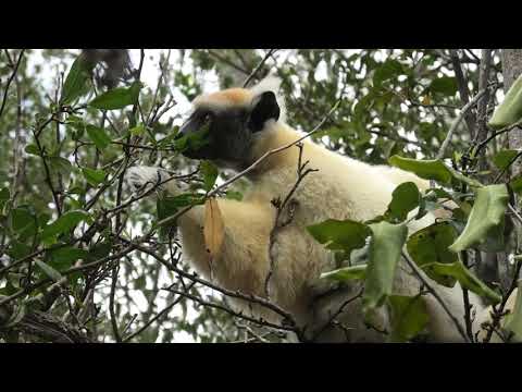 My Last Sifaka: The Golden-Crowned Sifaka