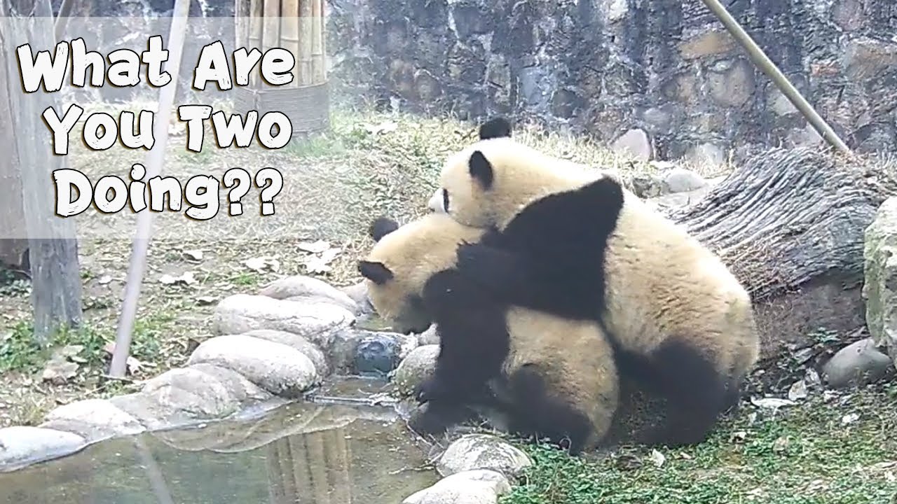 Clingy Baby Pandas Bother Each Other | iPanda - YouTube