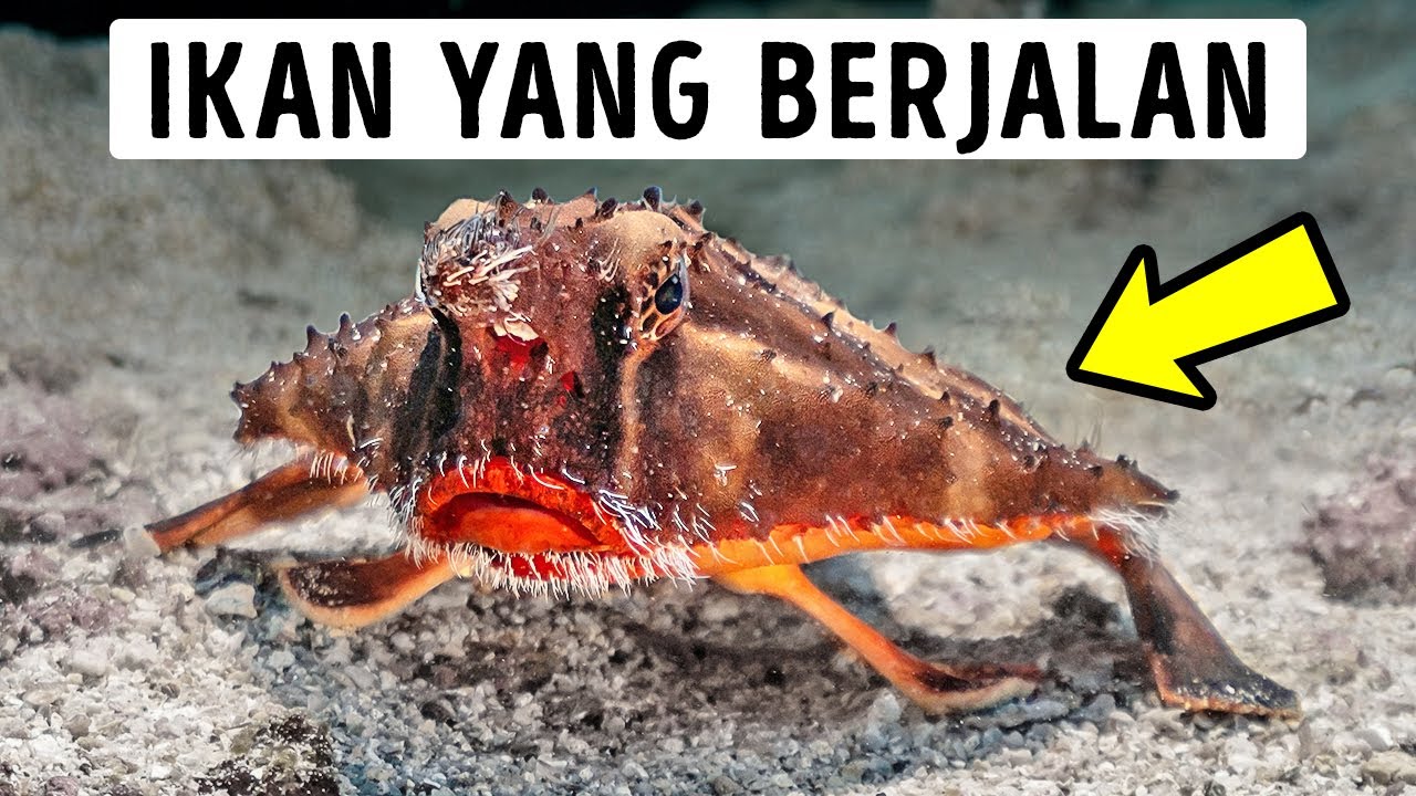 8 Makhluk dari Laut Dalam: Dari yang Seram hingga yang Aneh - YouTube