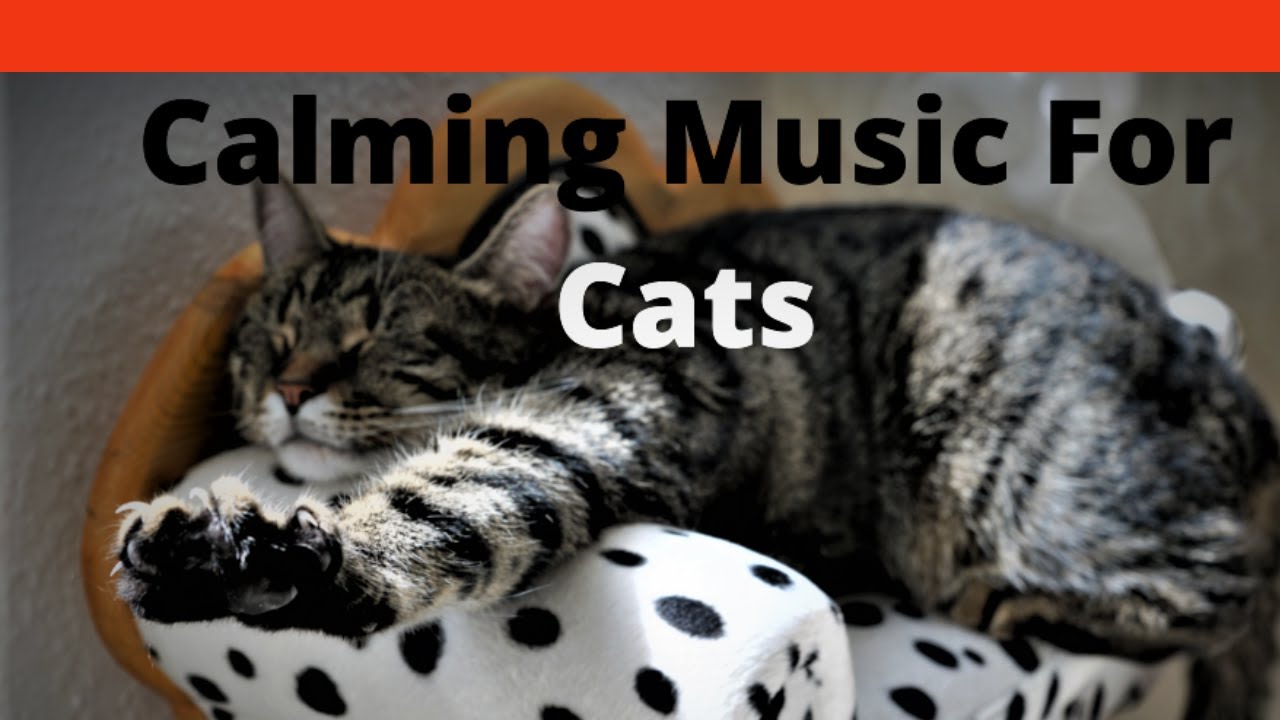 CALMING Music for Cats #catmusic - YouTube
