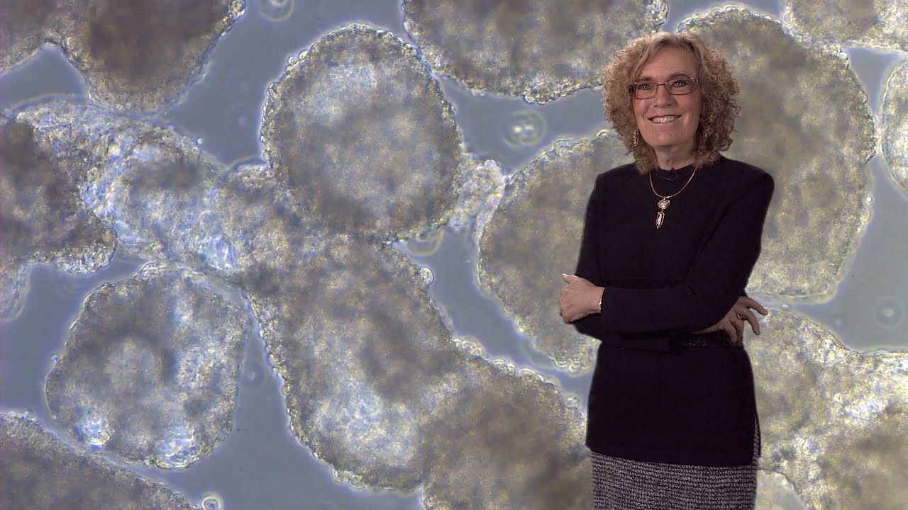 Elaine Fuchs (Rockefeller, HHMI) 1: Skin Stem Cells: Biology and ...