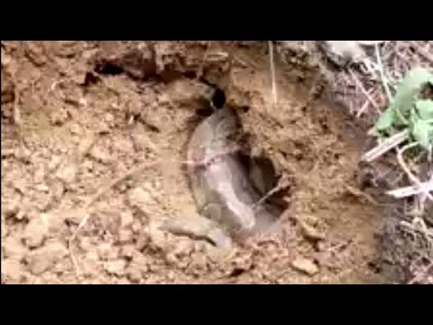 Menangkap Ular sawa pendek/sawa darah#berburu#ular - YouTube