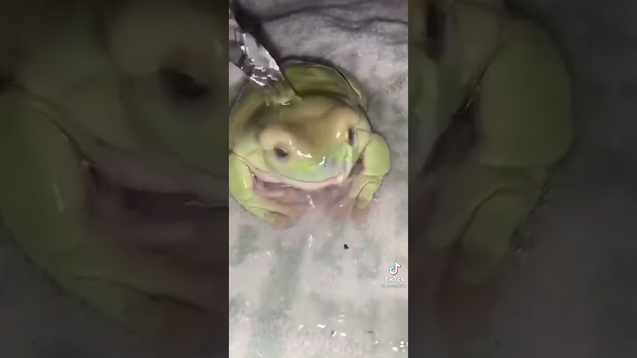 KING JULIO THE FROG PT.18 - YouTube