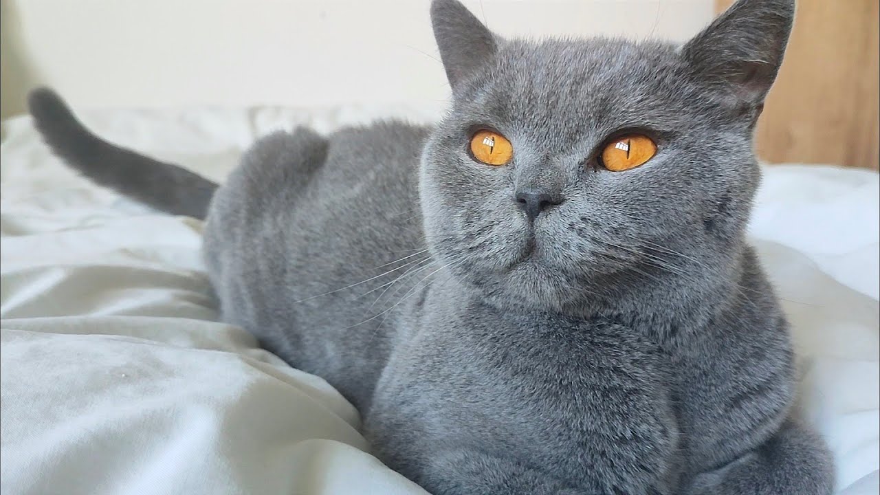 Monty Blue British Shorthair - Bedtime Cuddles - YouTube