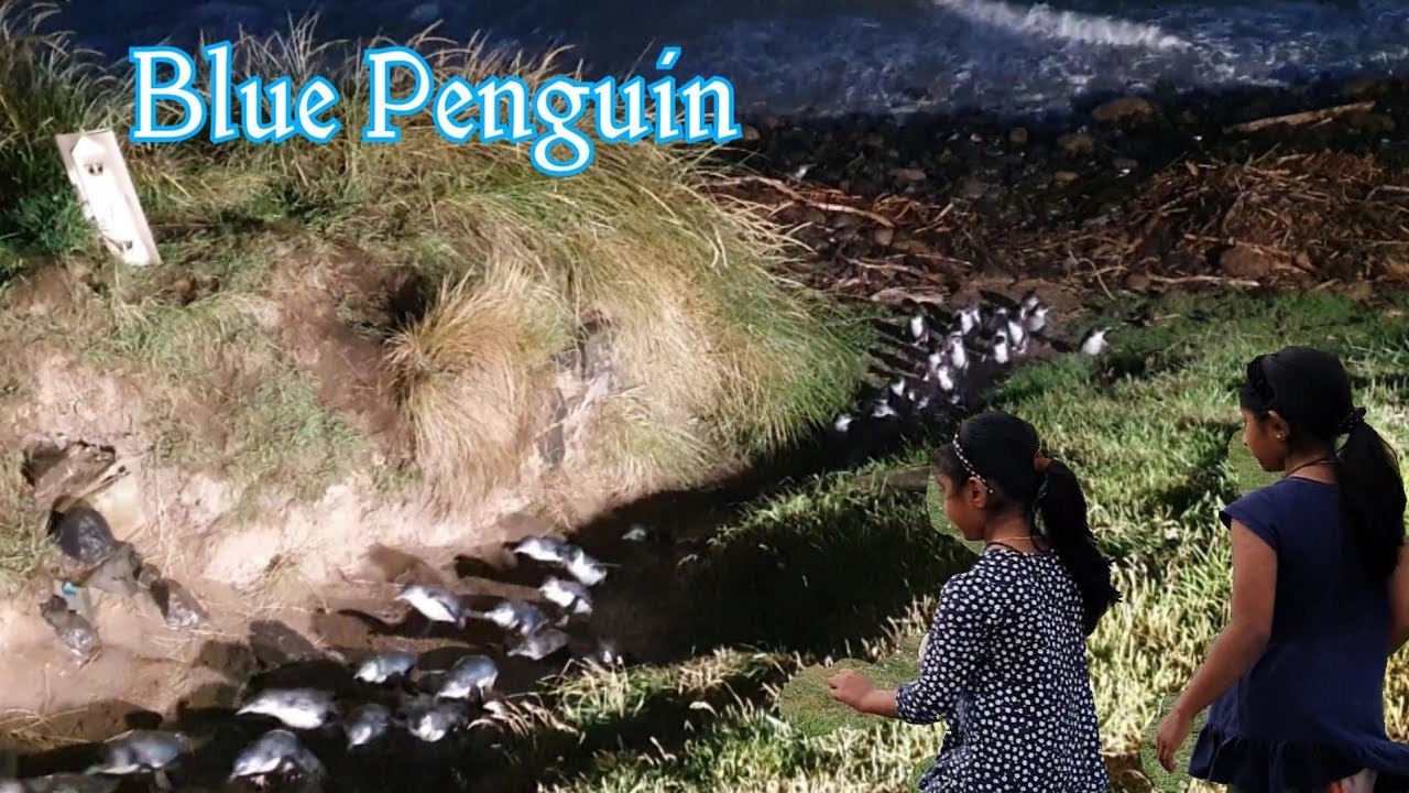 Blue Penguins in Dunedin, New Zealand - World's Smallest Penguins - YouTube