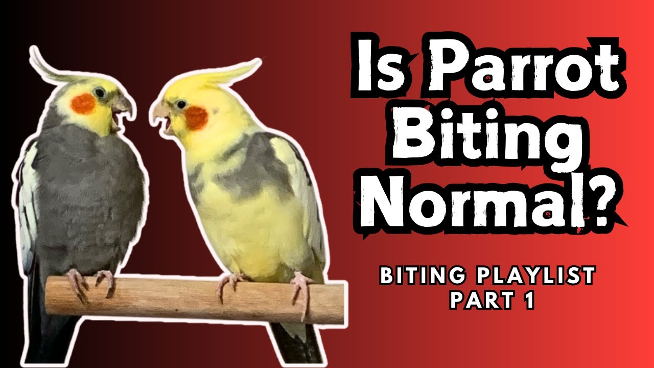 Is Parrot Biting Normal? | Is It Ok To Let Your Bird Bite You ...