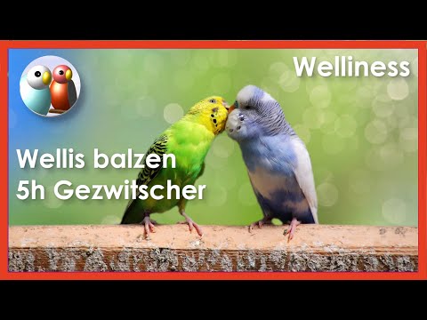 Fröhliches Zwitschern für Wellensittiche macht die müdesten Sittiche hellwach! 210