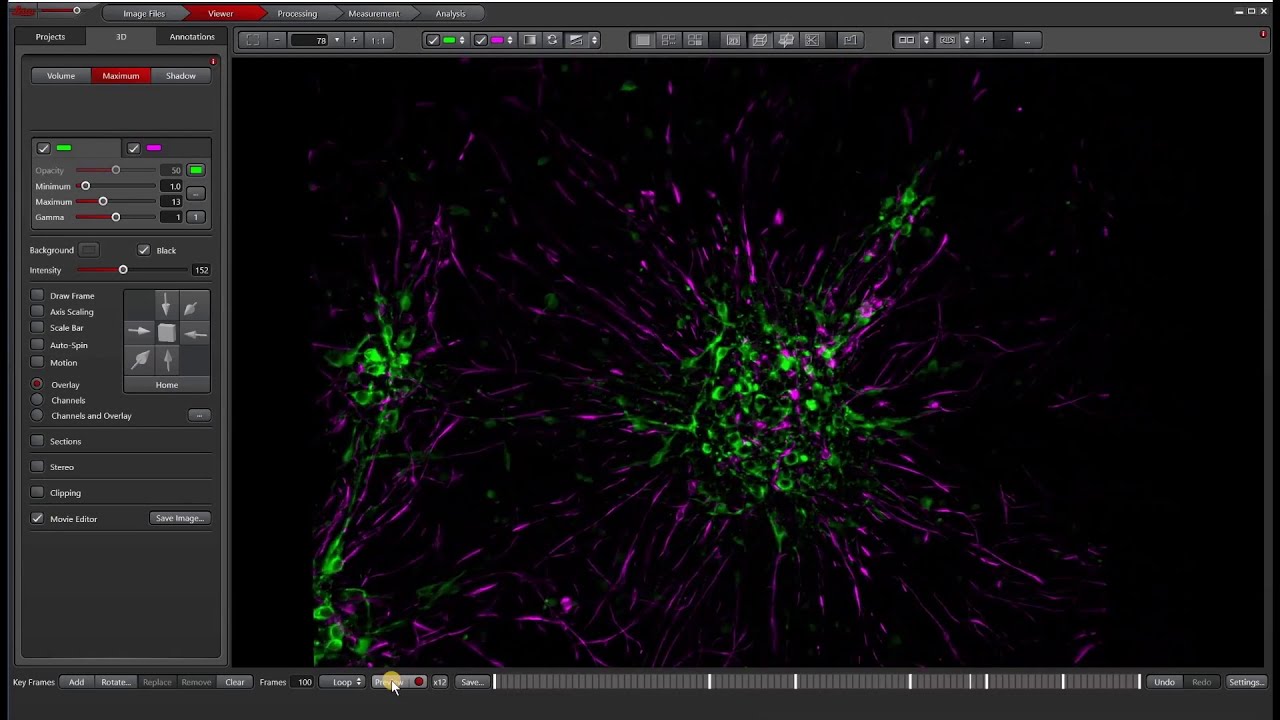 Leica LAS X Movie Editor - YouTube