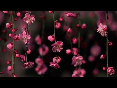 RUH-İ REVAN KÜRDİLİHİCAZKAR SAZ SEMAİSİ-METİN DURSUN&MUHAMMED CEYLAN