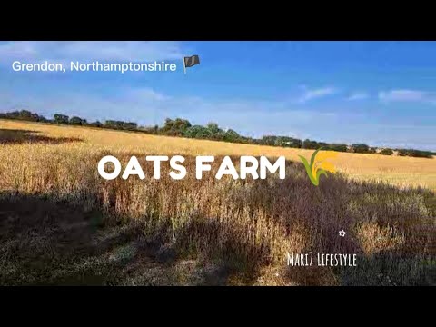 Afternoon Walk with the Boys: Oats Farm Grendon Northamptonshire ...