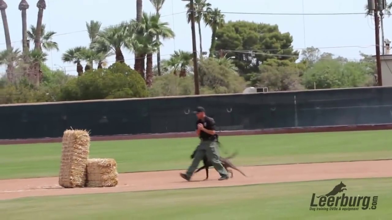 The Desert Dog Police Dog Trials - Scottsdale, AZ - YouTube