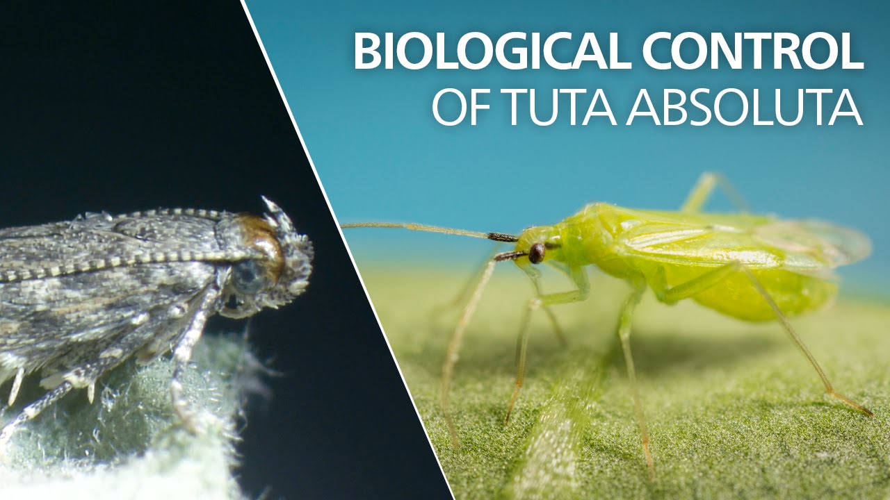Biological control of Tuta absoluta - Macrolophus pygmaeus - YouTube