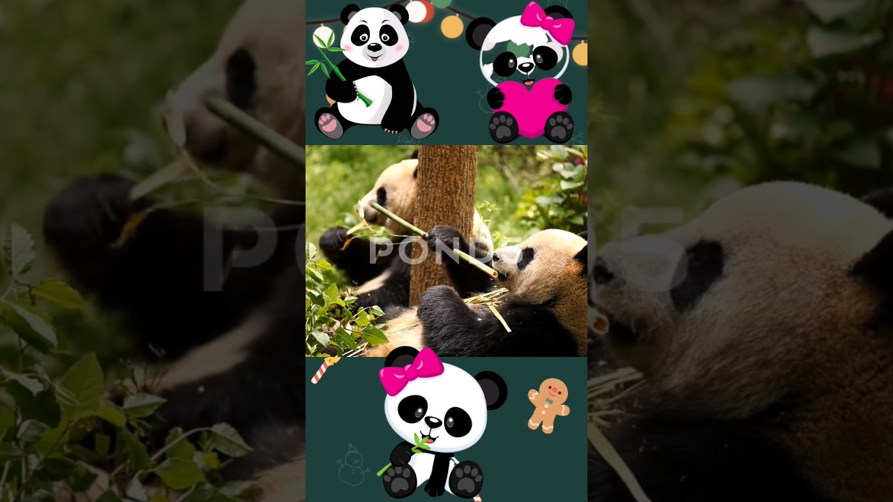 "Hilarious Panda Antics: Laugh Out Loud with Funny Panda Moments ...