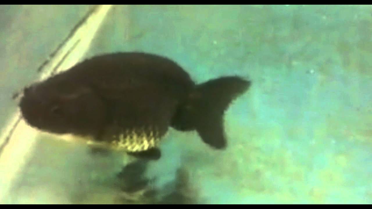 Goldfish - Black Bulldog gracefully in the tank aquarium | Aquatic Pet ...