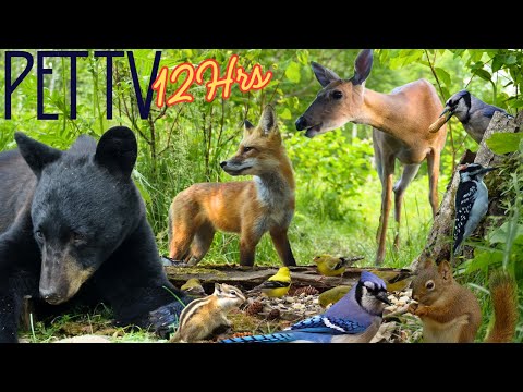 Best of Summer 2025 😻 12 Hour Compilation of Nature Fun for Cats, Dogs, & People (NO LOOPING)