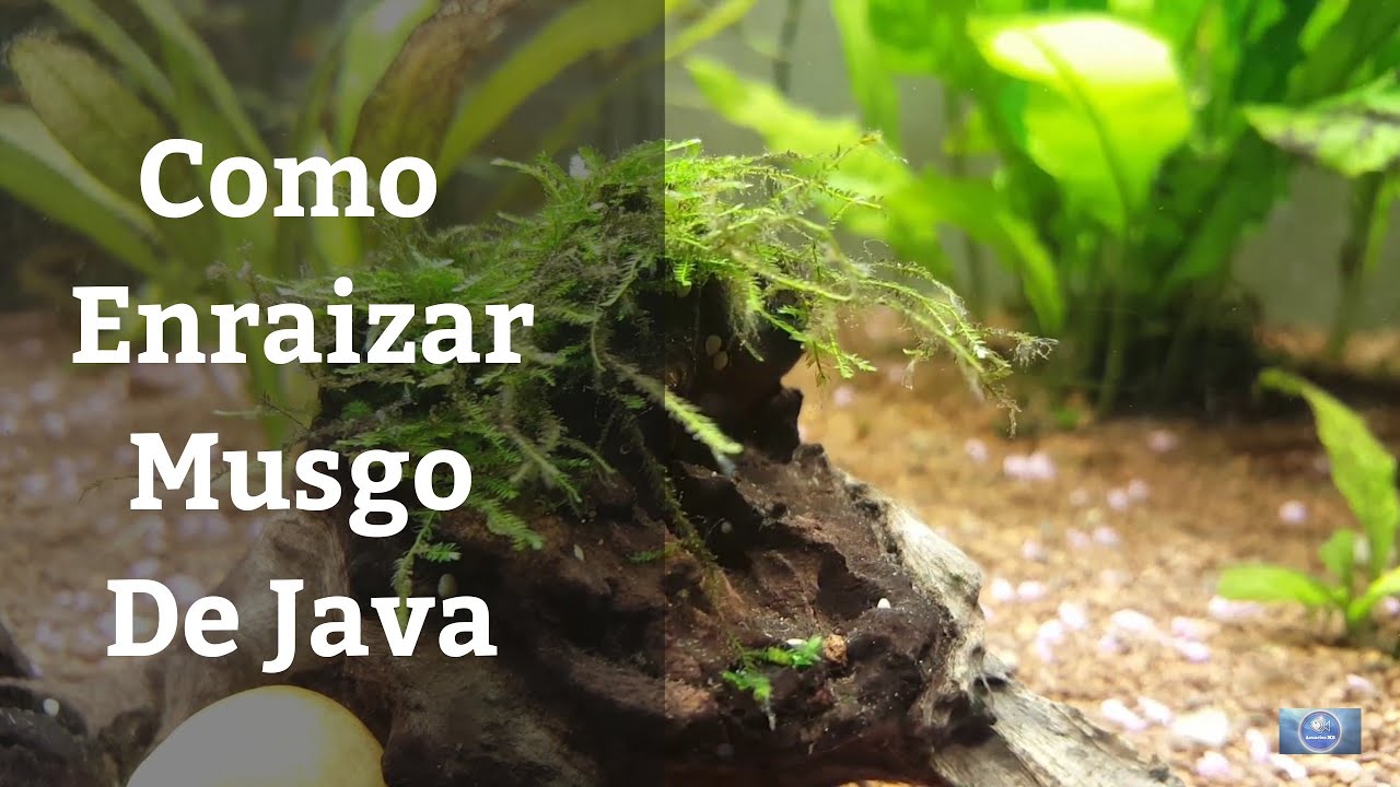 🔵 Como Enraizar Musgo De Java De Una Manera Fácil (Acuarios MB) - YouTube