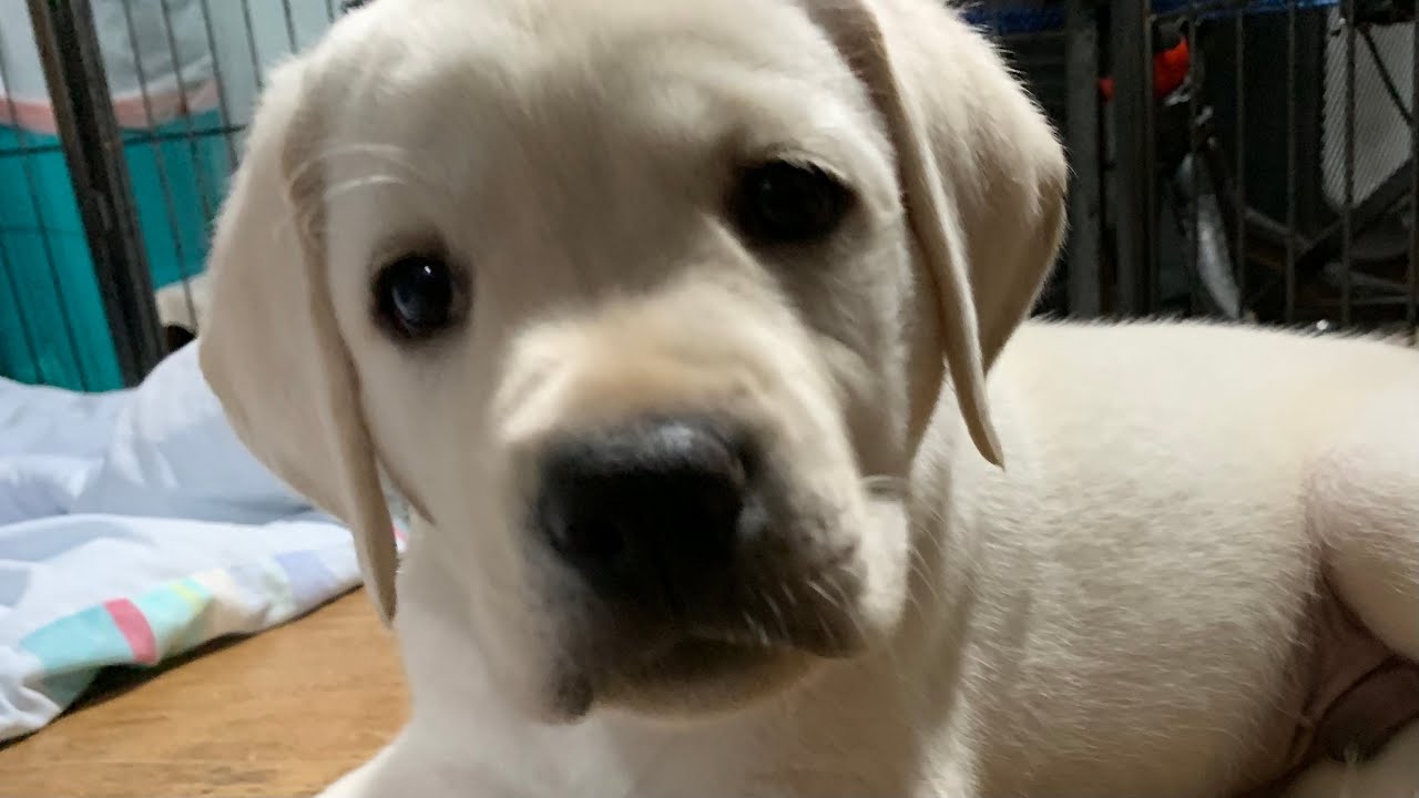 Lab Puppies LAST Weekend Together! LIVE STREAM Puppy Cam July 11 part 2 ...