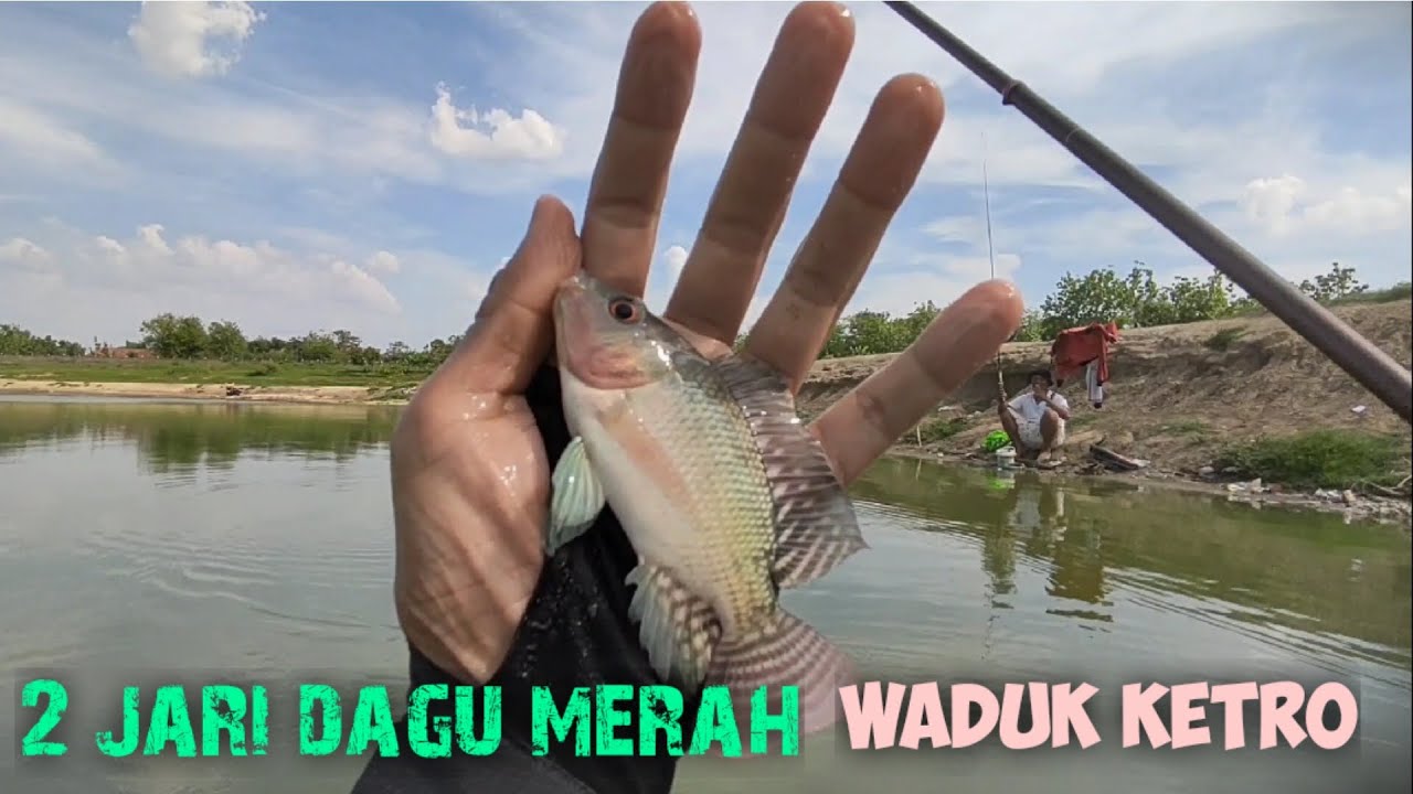Ikan nila 2 jari dagu merah‼️mancing waduk ketro ikan milyatan 😁 # ...
