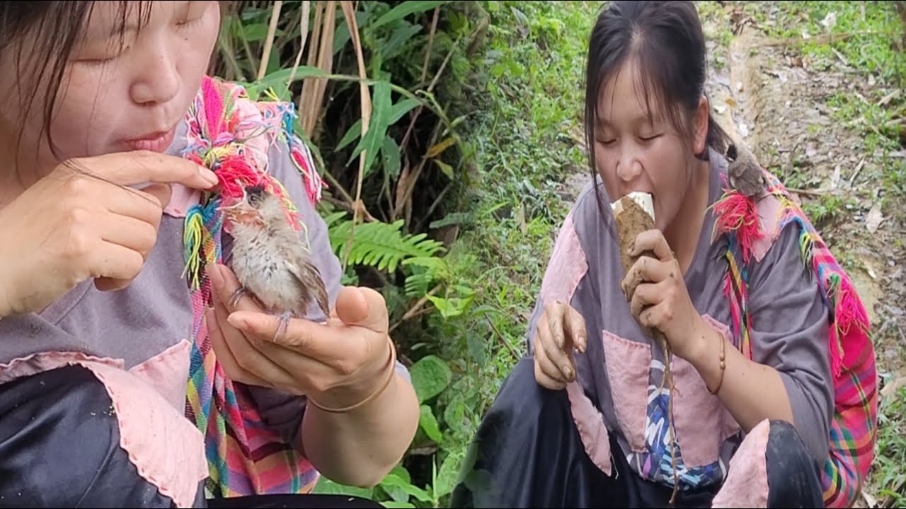 Rescue abandoned baby birds, why are they like me? Let's be friends ...