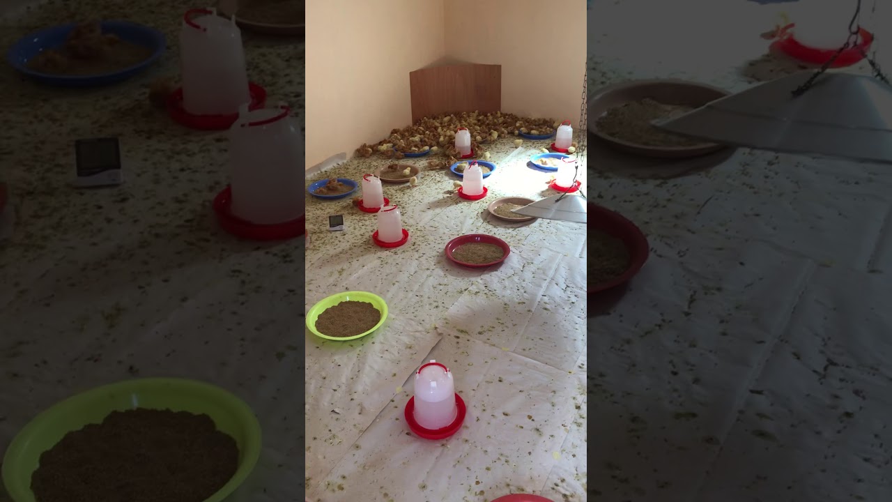 Brooder house set up - YouTube