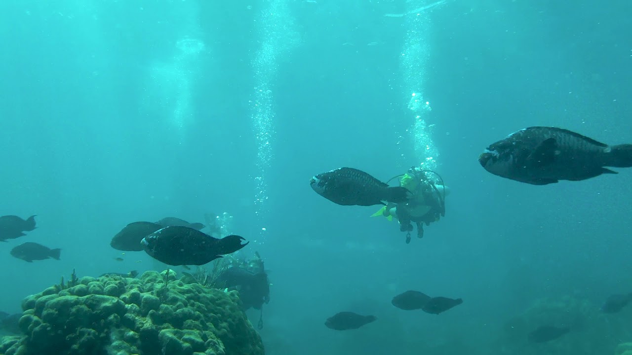 Florida keys - Scuba diving - YouTube