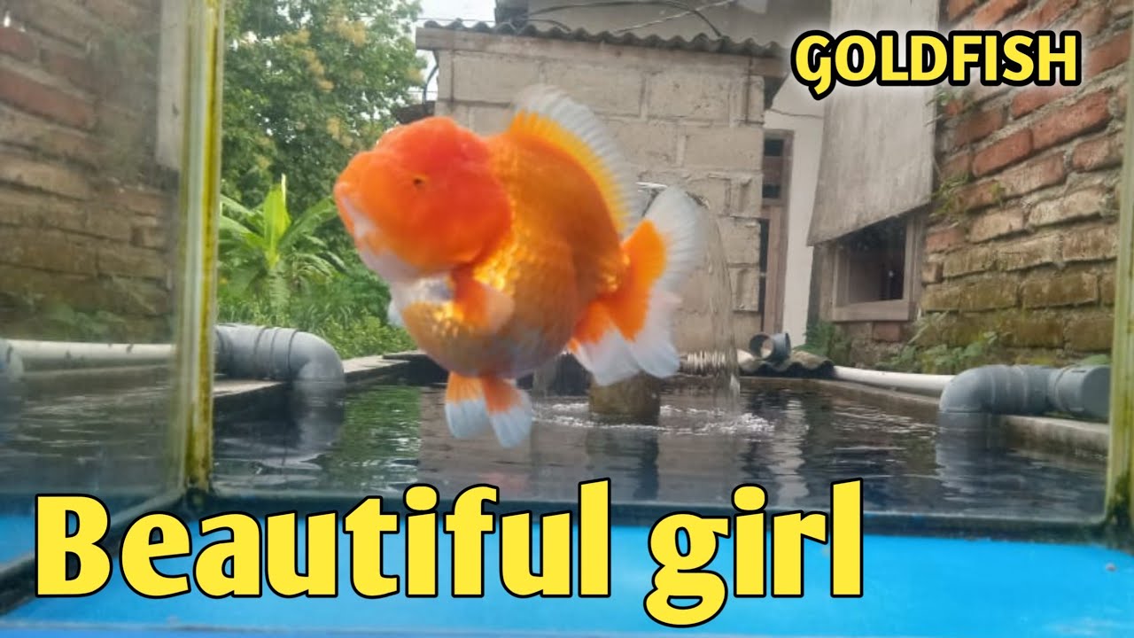 Beautiful Girl Oranda Goldfish - YouTube