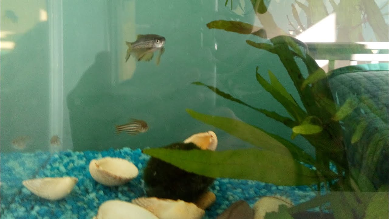 Watch my fish with me :) #fish - YouTube