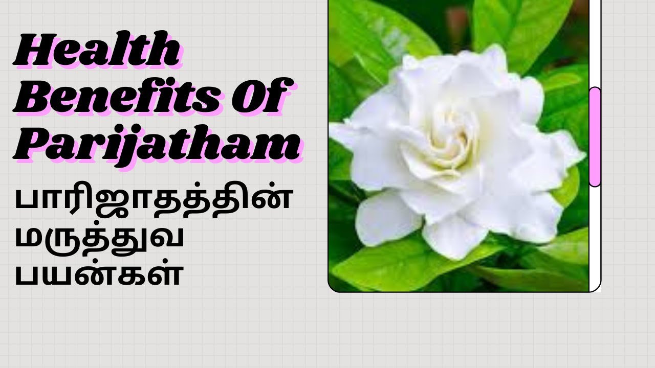 Health Benefits of Parijatham | பாரிஜாதத்தின் மருத்துவ பயன்கள் #Lakshmi ...