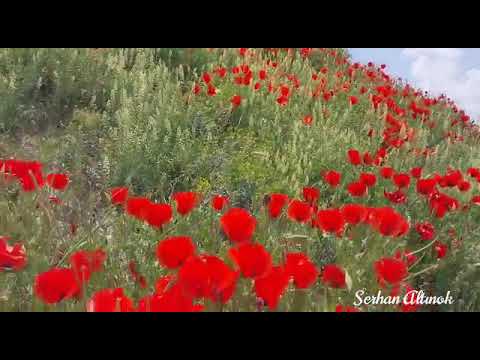 🌹Ankara'da gezerken