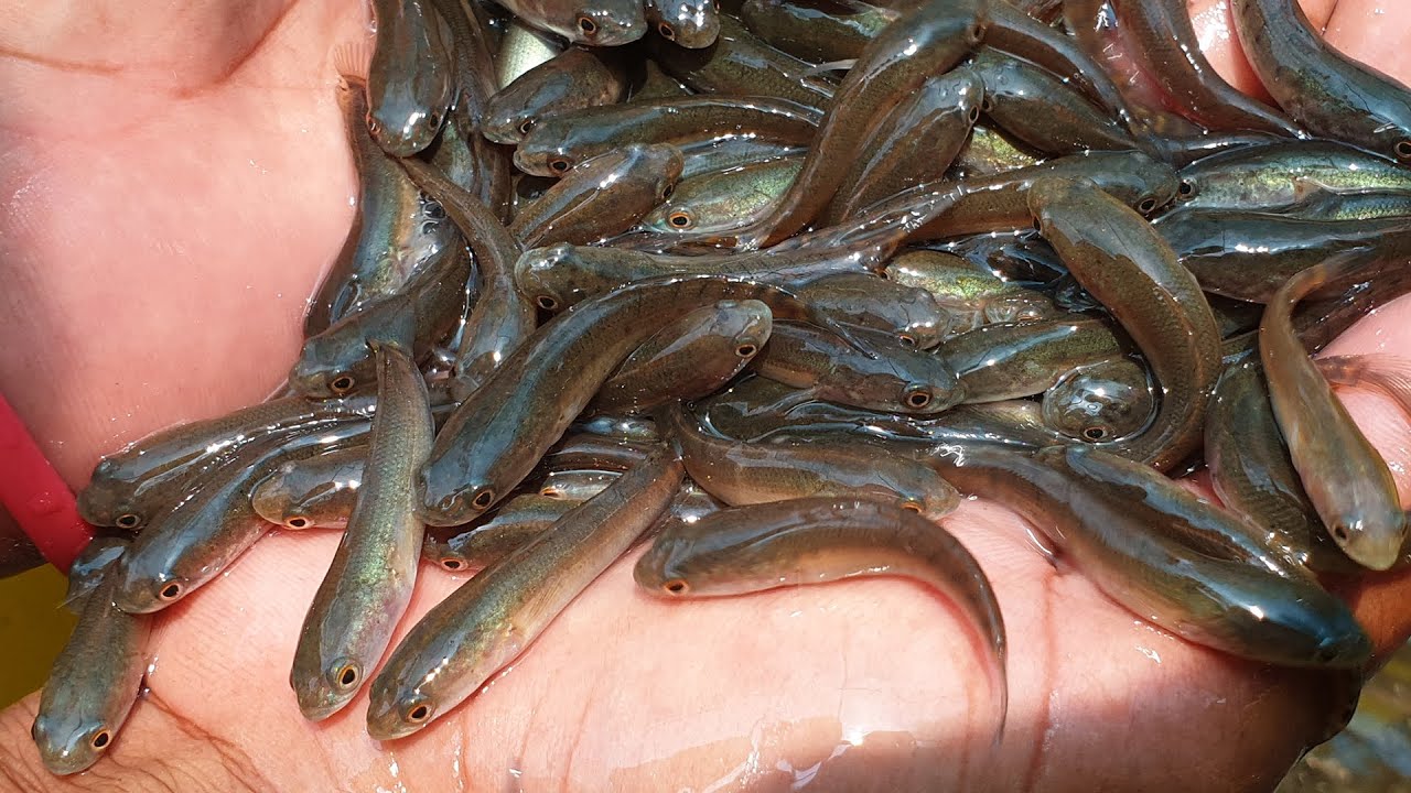 শোল মাছের পোনা ‍snakehead fish seeds farm - YouTube