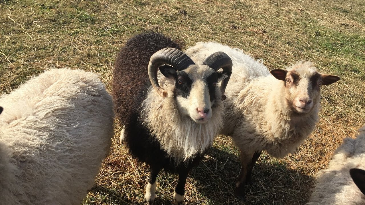 Ram Attacking Milk Cow - YouTube