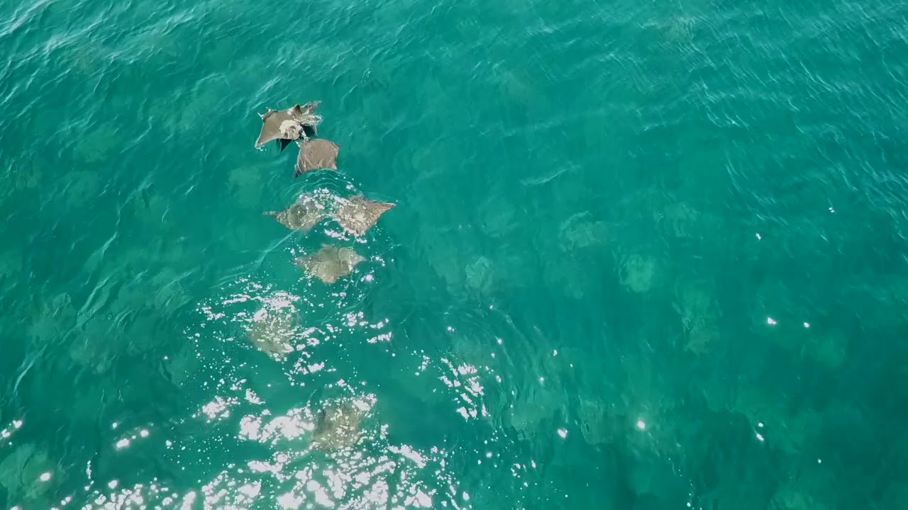 Flying Rays - YouTube
