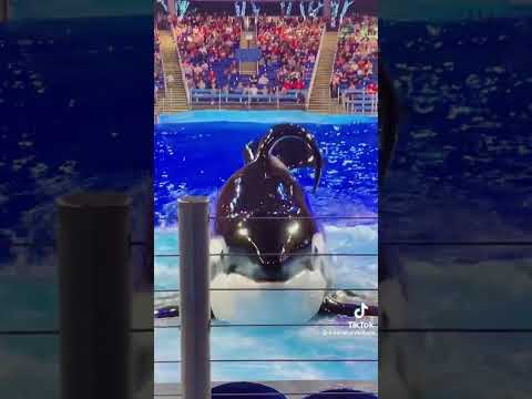 Dalvin you doing backflip dolphin, playing with his tone - YouTube