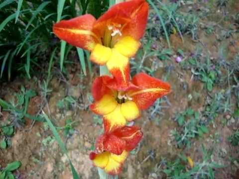 FLOR PALMA - Meu jardim ! - YouTube