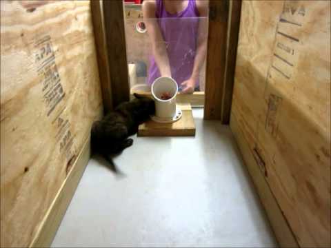 using a "Skinner box" to start detection work - YouTube
