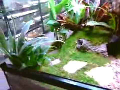 'Snake Tank' - Living Terrarium by Xavier Truesdell - YouTube