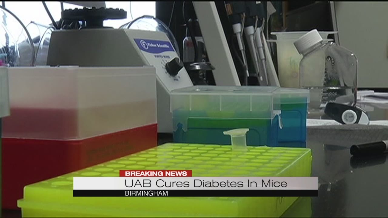 UAB cures diabetes in lab mice, preparing for human trial - YouTube