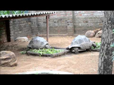 Aldabra Giant tortoise at Madras Crocodile Bank Trust near chennai