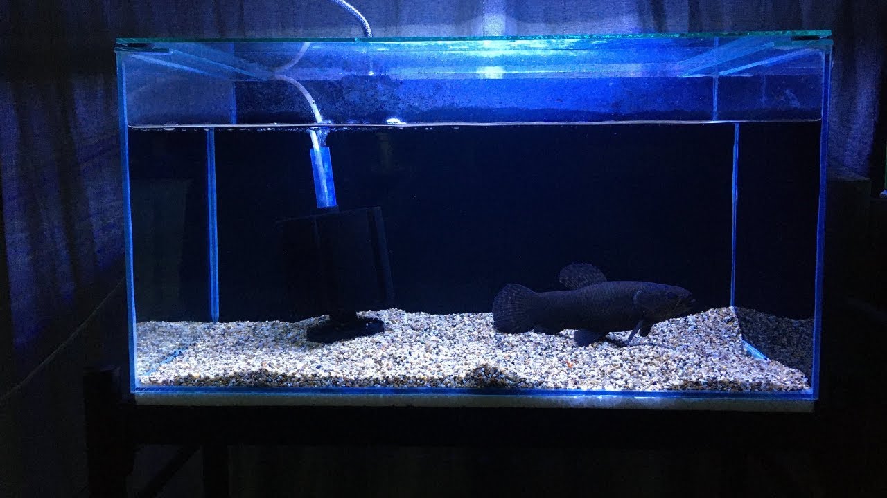 Black wolf fish in mini aquarium. Why? ｜ Monster Aquarium Tank Fish ...
