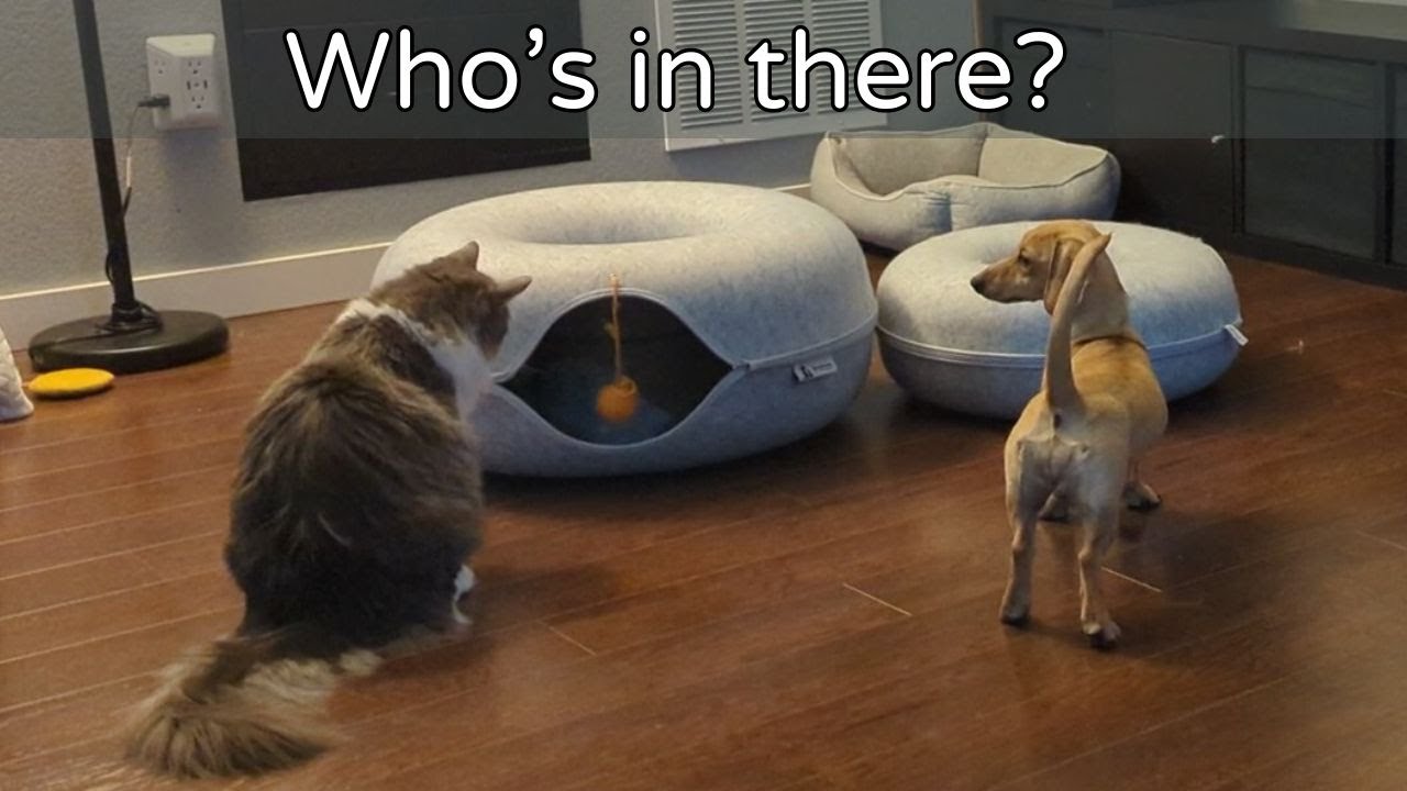 Mini Dachshund Shenanigans: Cramming into the Cat Cave - YouTube