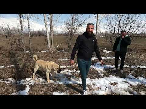 YILLARCA DÖVÜŞTÜRÜLEN MEYDANCI KÖPEKLE KEŞ BİRBİRİNE GİRDİ~BU KÖPEK TAM BİR PSİKOPAT