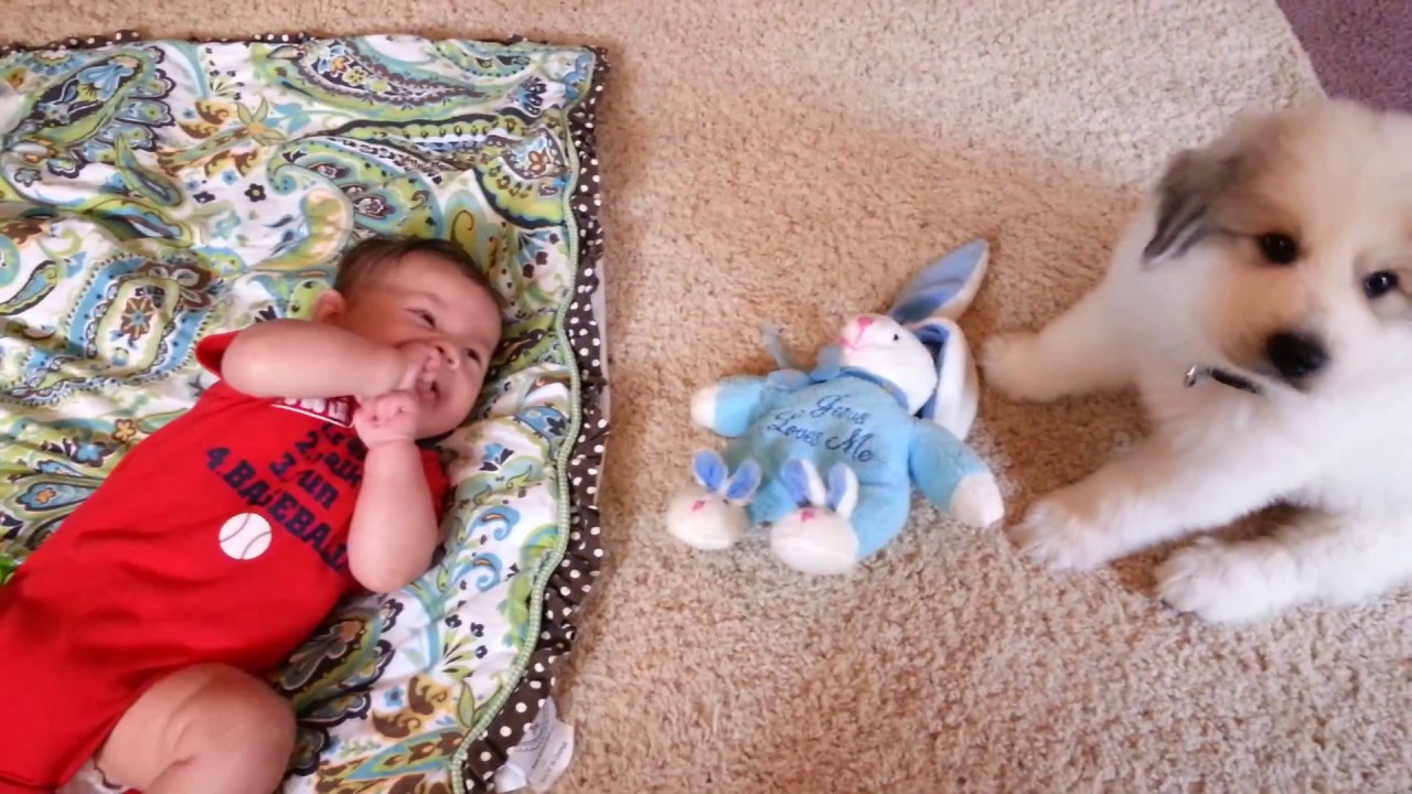 Great Pyrenees and baby - YouTube