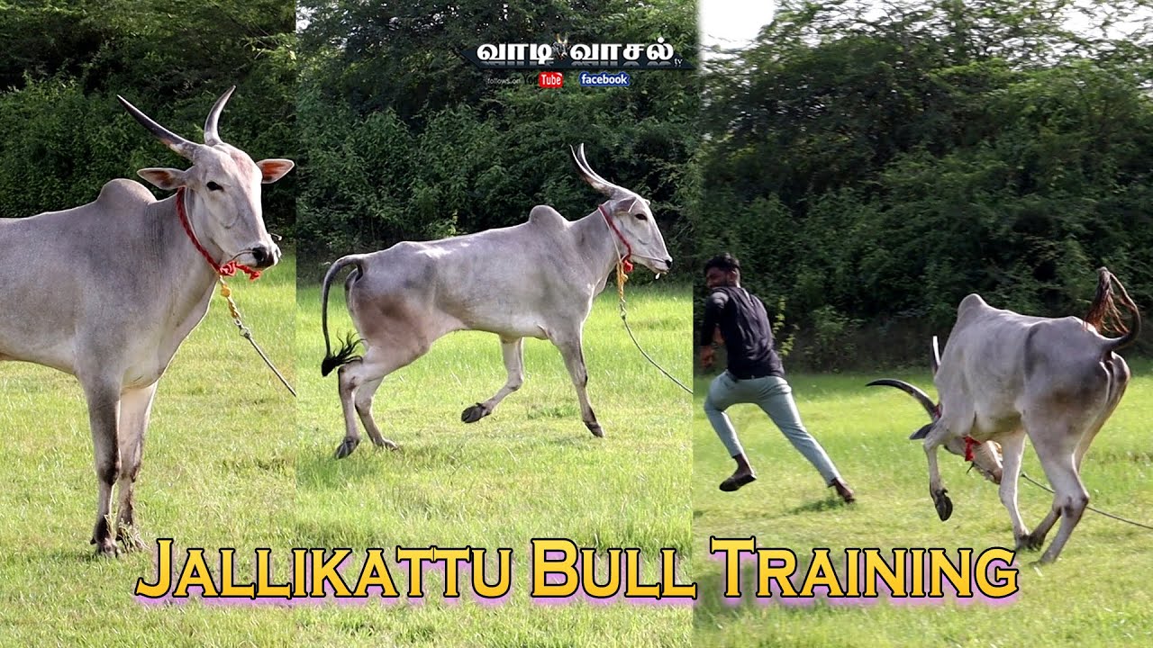 FURIOUS JALLIKATTU BULL TRAINING | Halikar Stud Bull | Jallikattu - YouTube