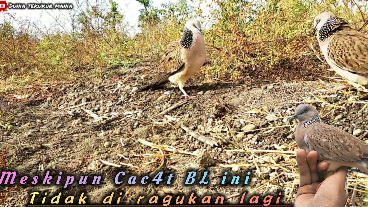 C4cat Saja Sudah Bikin ulah| Padahal BL INI Termasuk Idaman Para ...